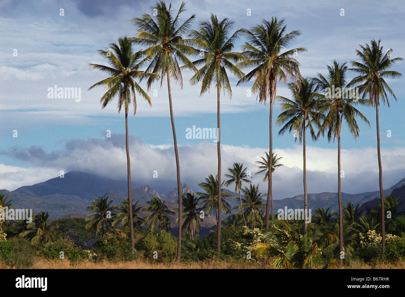 Landscape with Palm trees, Ixtepec, Oaxaca, Mexico Stock Photo - Alamy