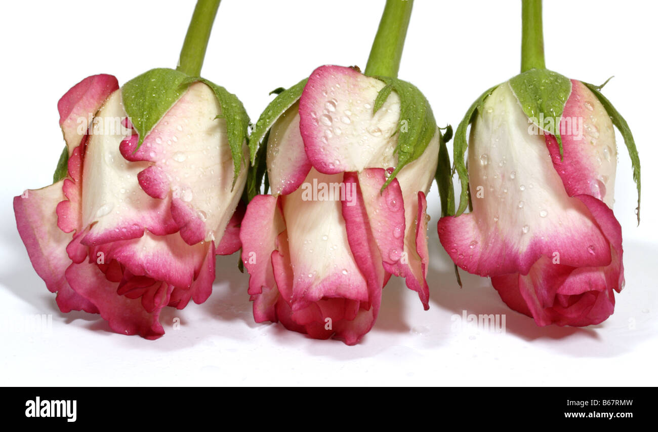 Three Pink and Cream Roses in a row, on white Stock Photo - Alamy