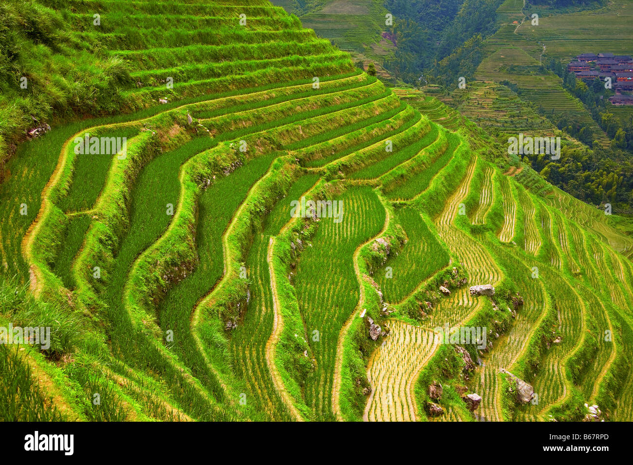 Jinkeng terraced fields hi-res stock photography and images - Alamy