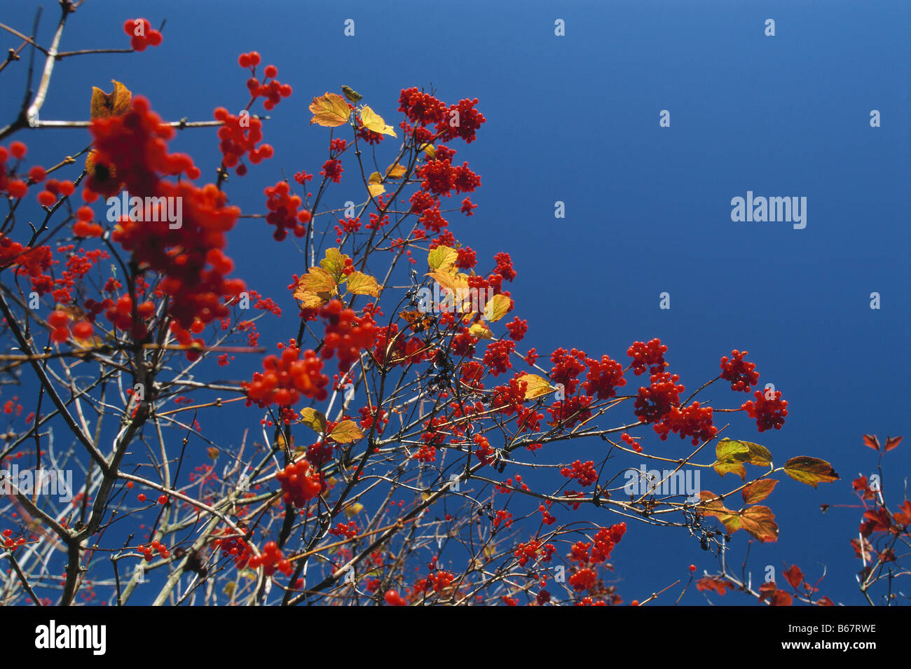 Snowball tree with red fruit, Viburnum Opulus, Fruit, Shrub Stock Photo ...