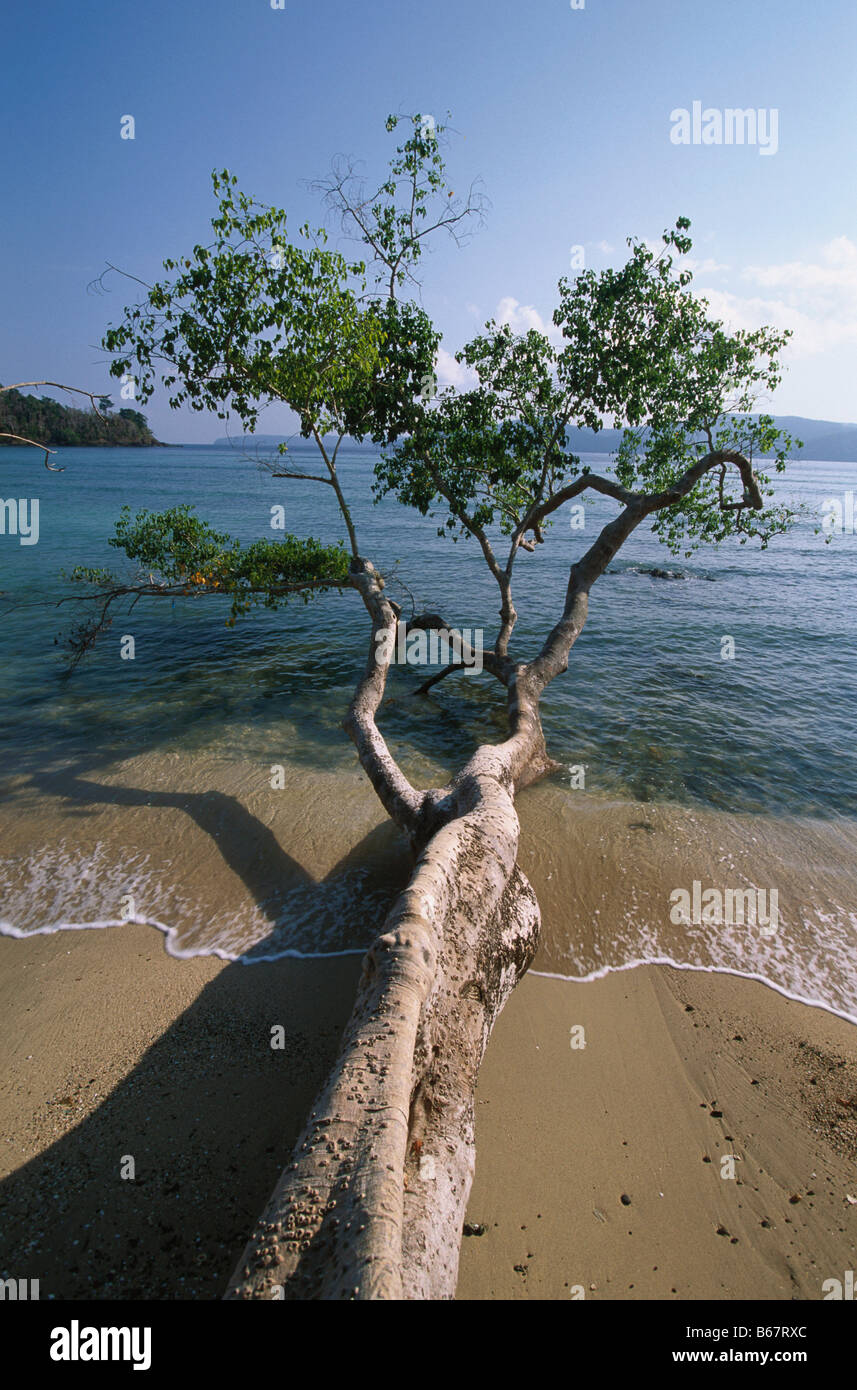 Tree lying on the beach of Chiriya Tapu, South Andaman Islands, Andaman ...