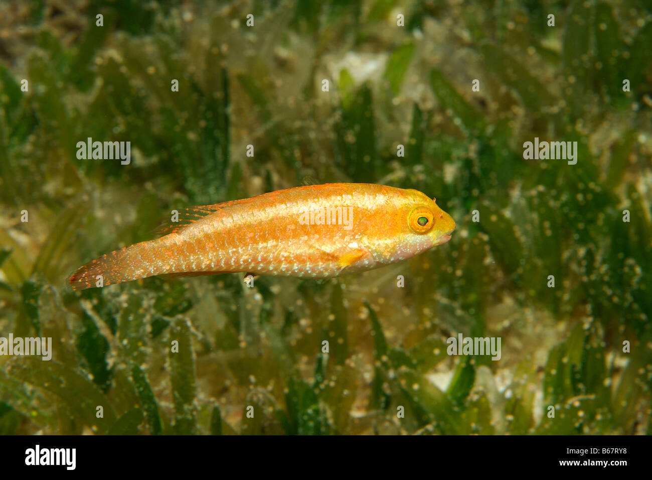 Juvenile European Parrotfish Sparisoma cretense Kas Mediterranean Sea ...