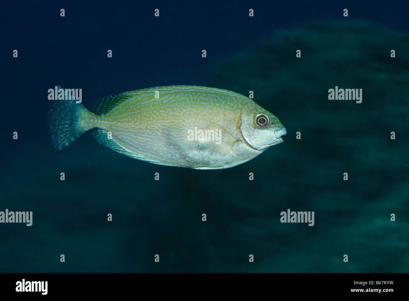Rabbitfish Siganus spec Kas Mediterranean Sea Turkey Stock Photo - Alamy