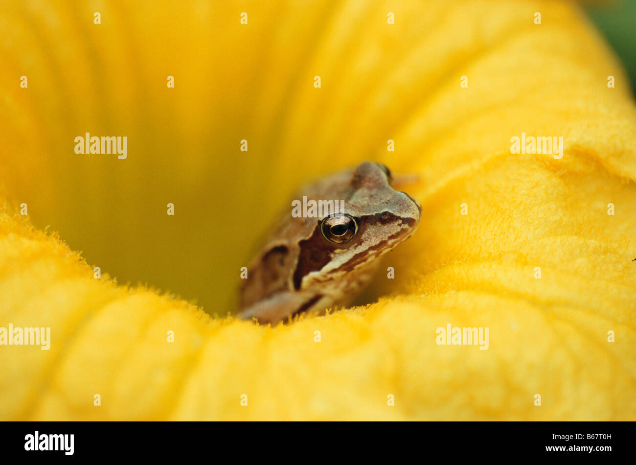 Close up of an agile frog sitting in a flower, Rana Dalmatina, Petals ...