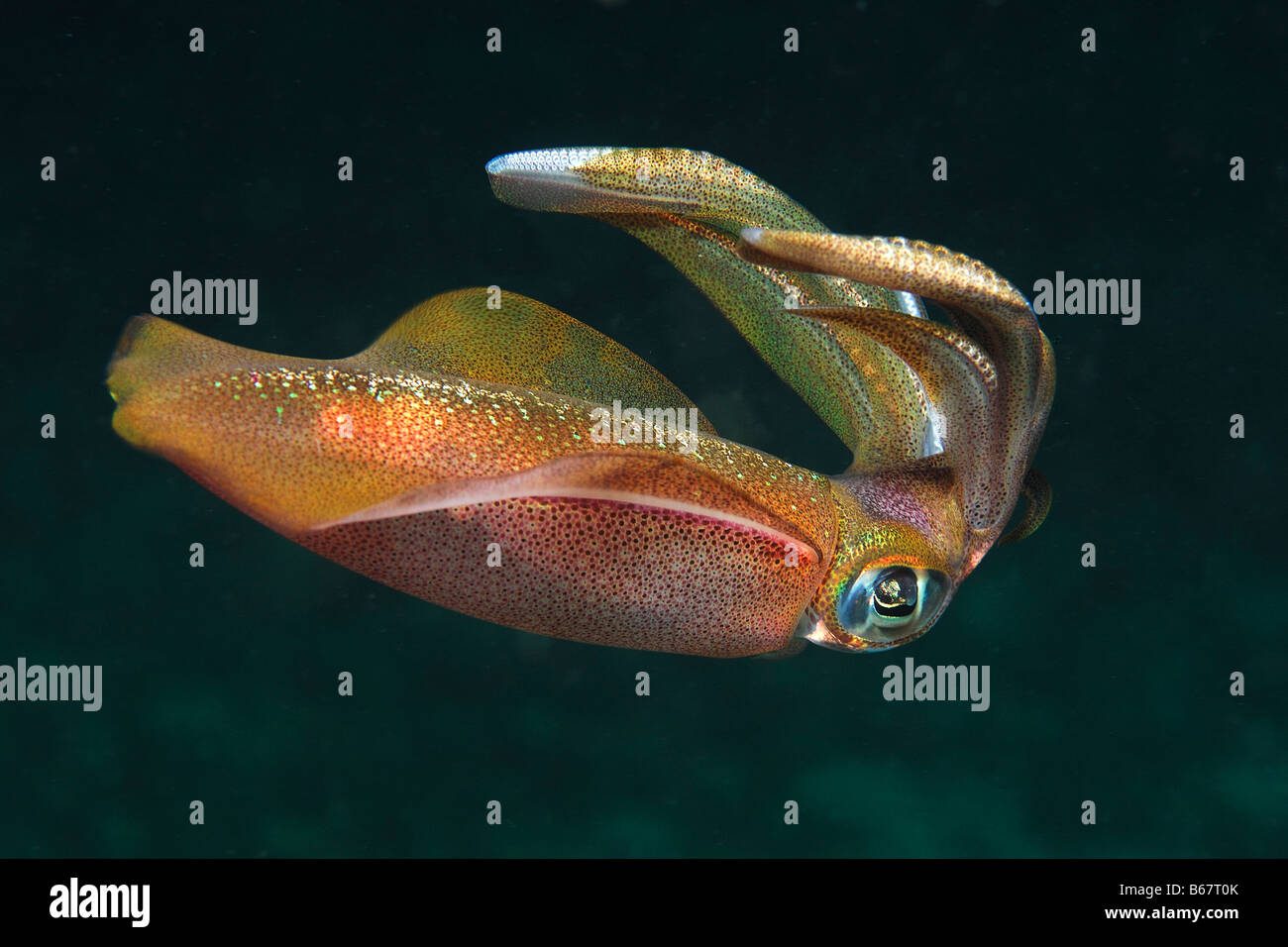 Squid at Night Loligo vulgaris Kas Mediterranean Sea Turkey Stock Photo ...