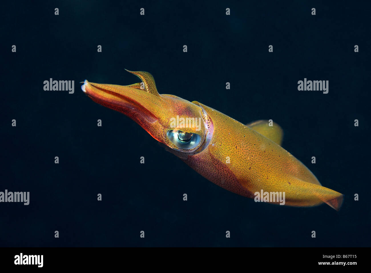 Squid at Night Loligo vulgaris Kas Mediterranean Sea Turkey Stock Photo ...