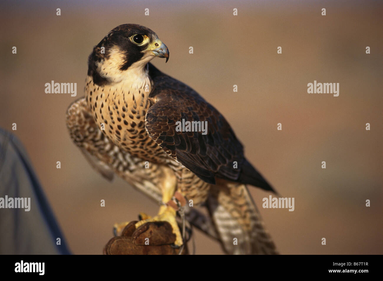Close up of a falcon, Gyrfalcon, Al Maha Desert Resort, Dubai, United ...