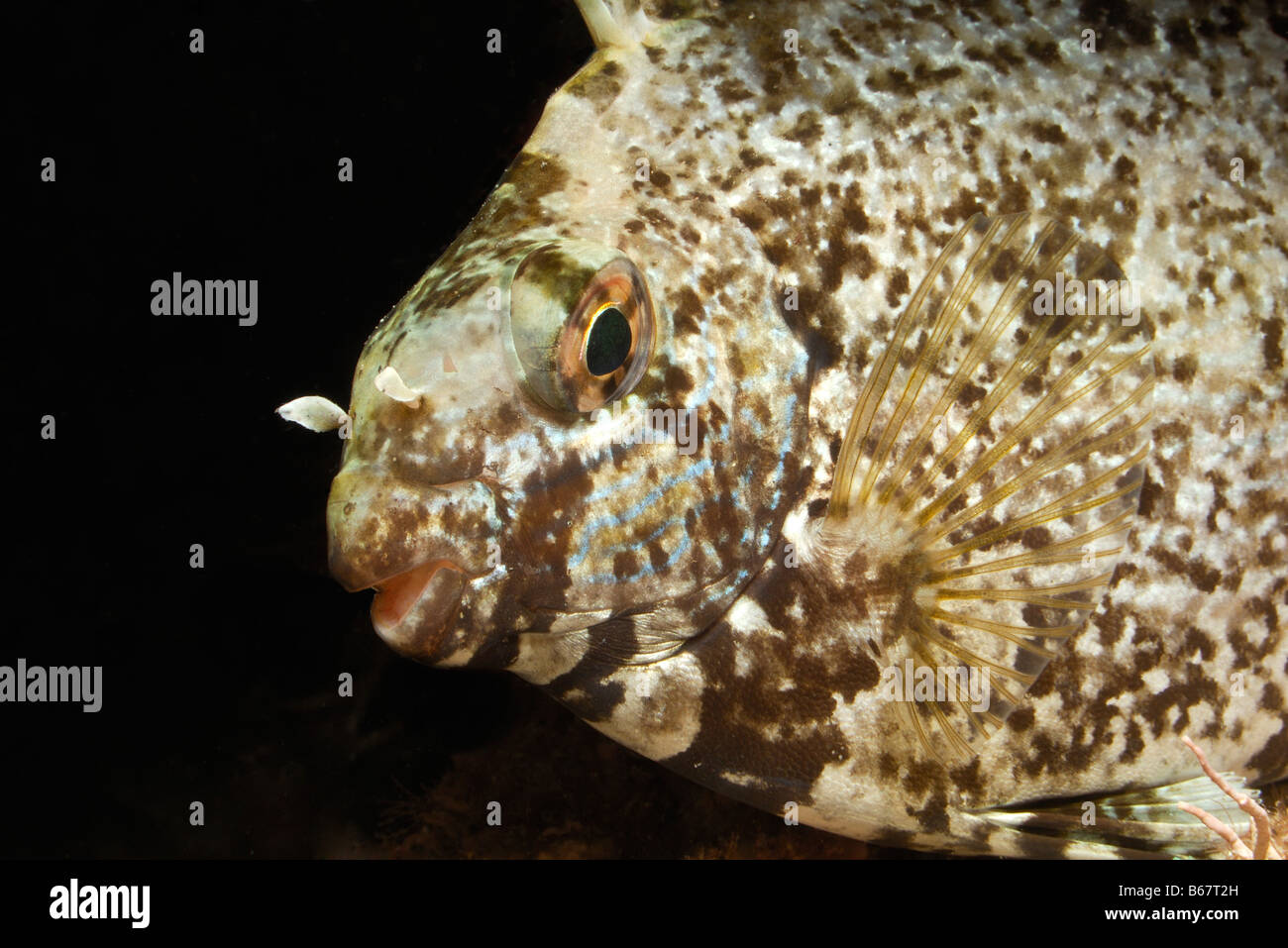 Dusky Rabbitfish Siganus luridus Kas Mediterranean Sea Turkey Stock ...