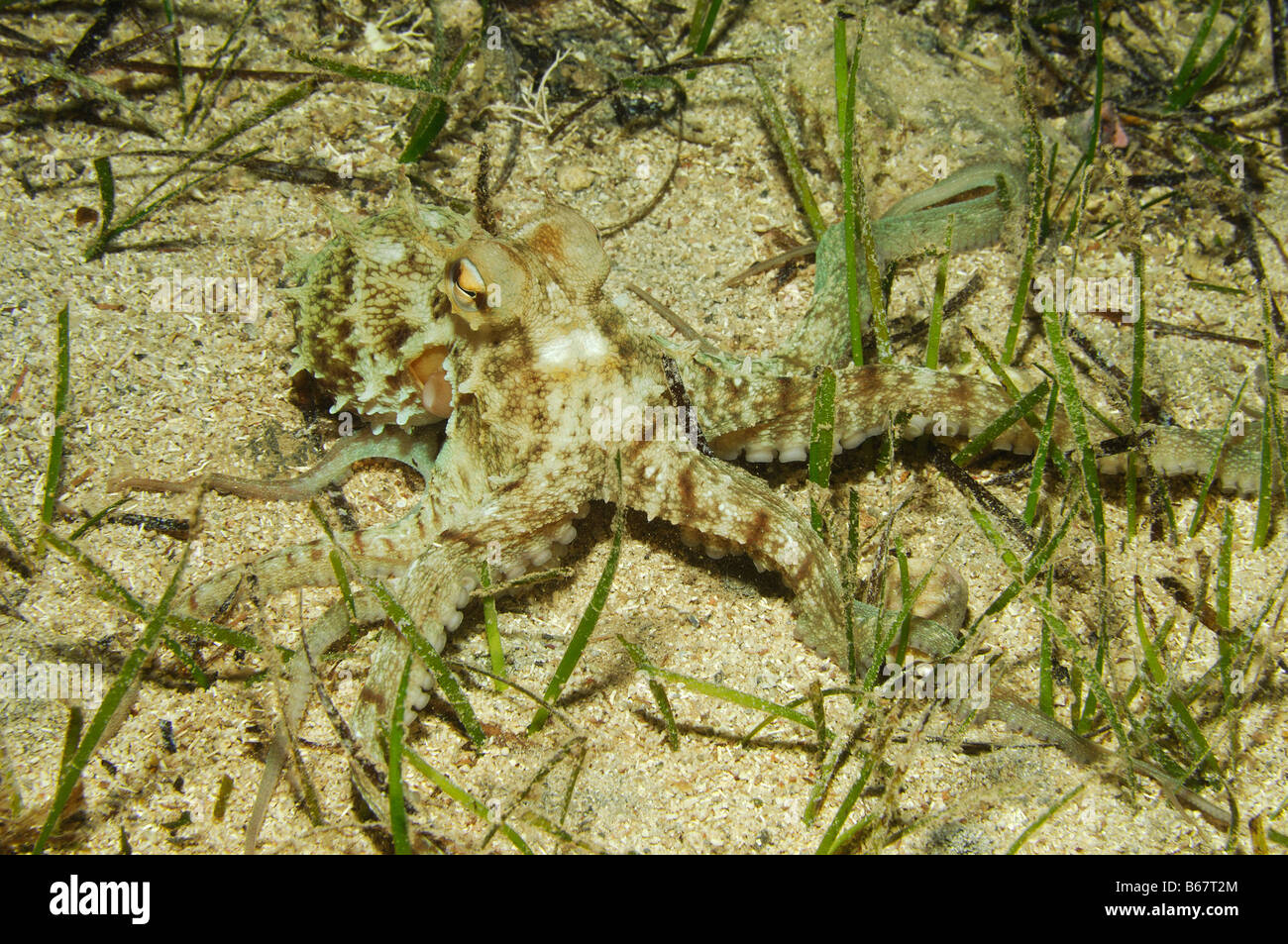 Foraging for invertebrates hi-res stock photography and images - Alamy
