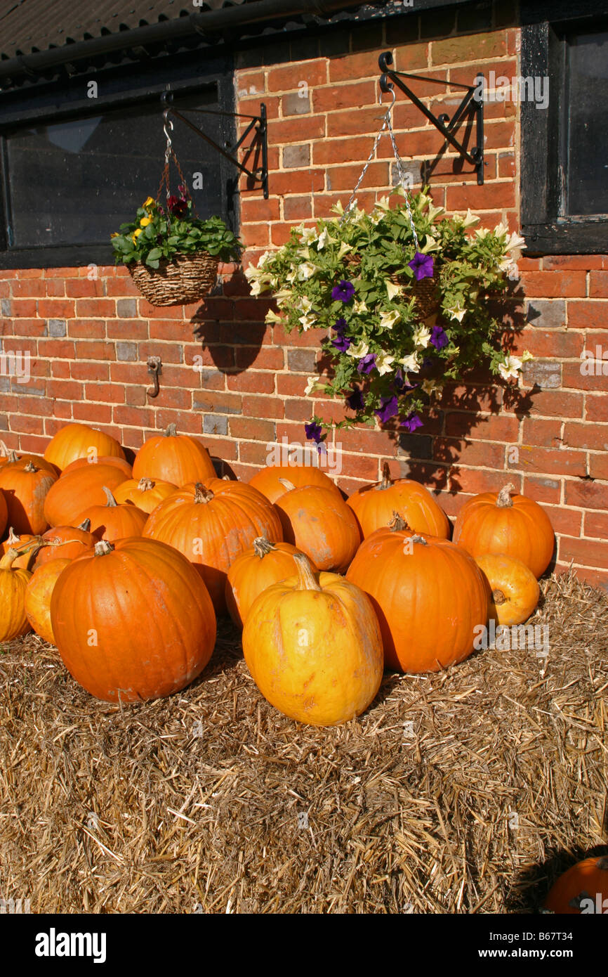 Pumpkins for Sale UK Stock Photo - Alamy