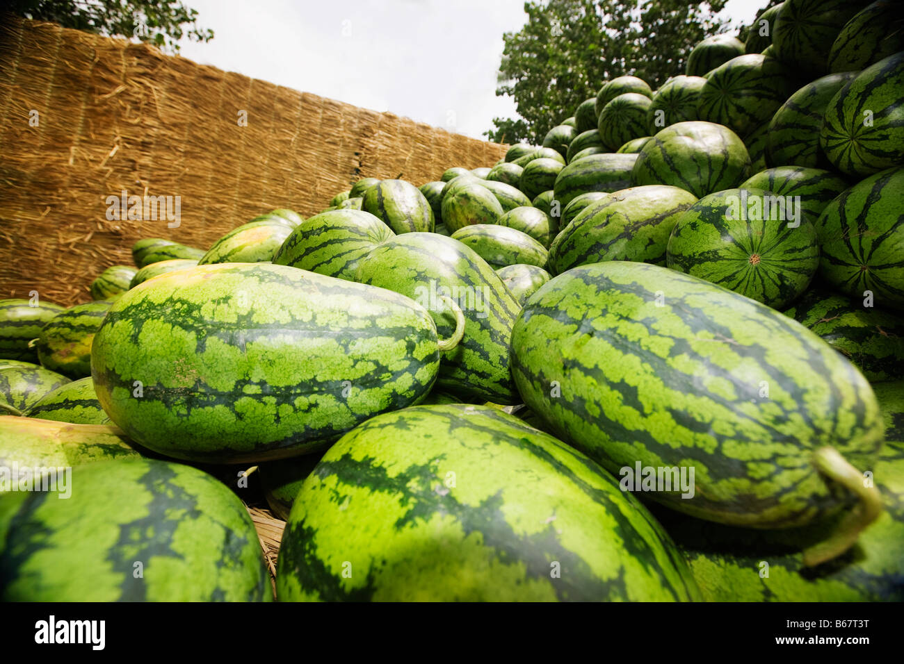 Watermelons still life hi-res stock photography and images - Alamy