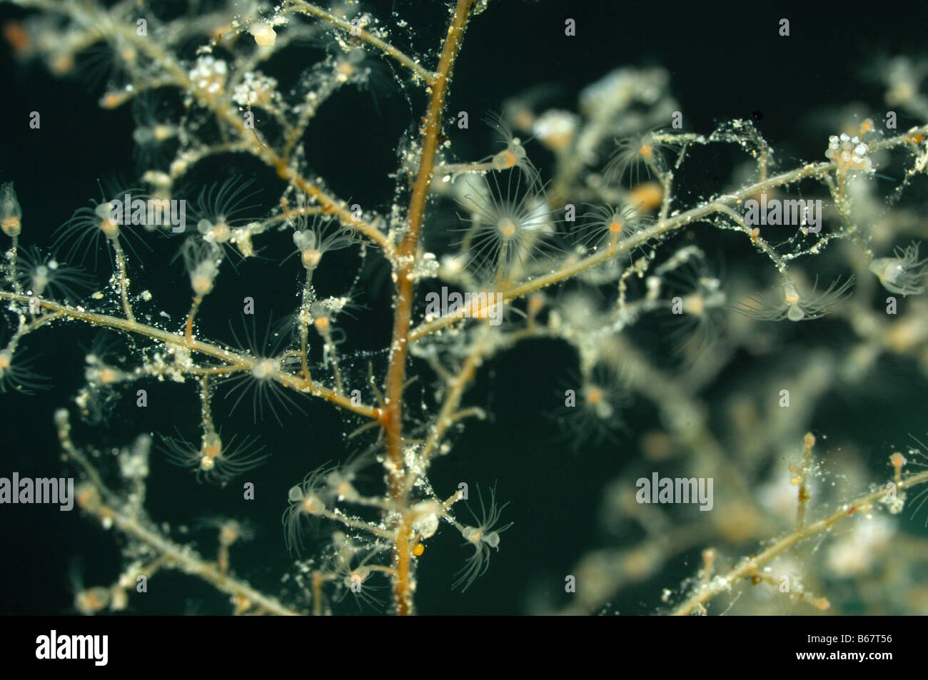 Dendriform Hydroidpolyps Colony Eudendrium spec Kas Mediterranean Sea ...