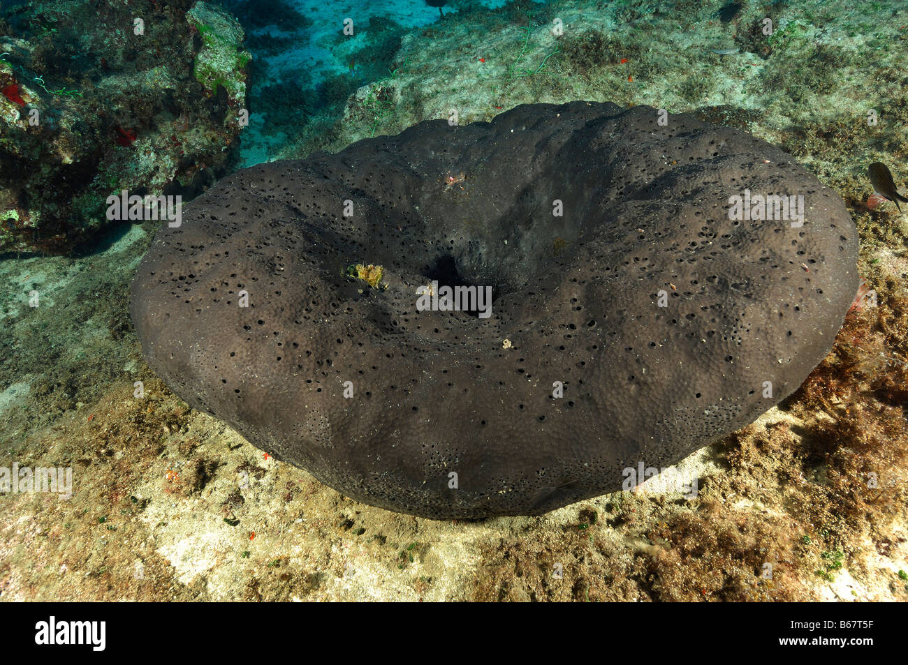 Black sponge hi-res stock photography and images - Alamy