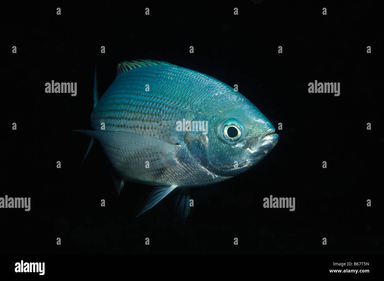 Annular Seabream Diplodus annularis Kas Mediterranean Sea Turkey Stock ...