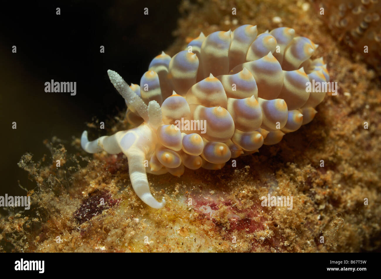 Arminacea hi-res stock photography and images - Alamy