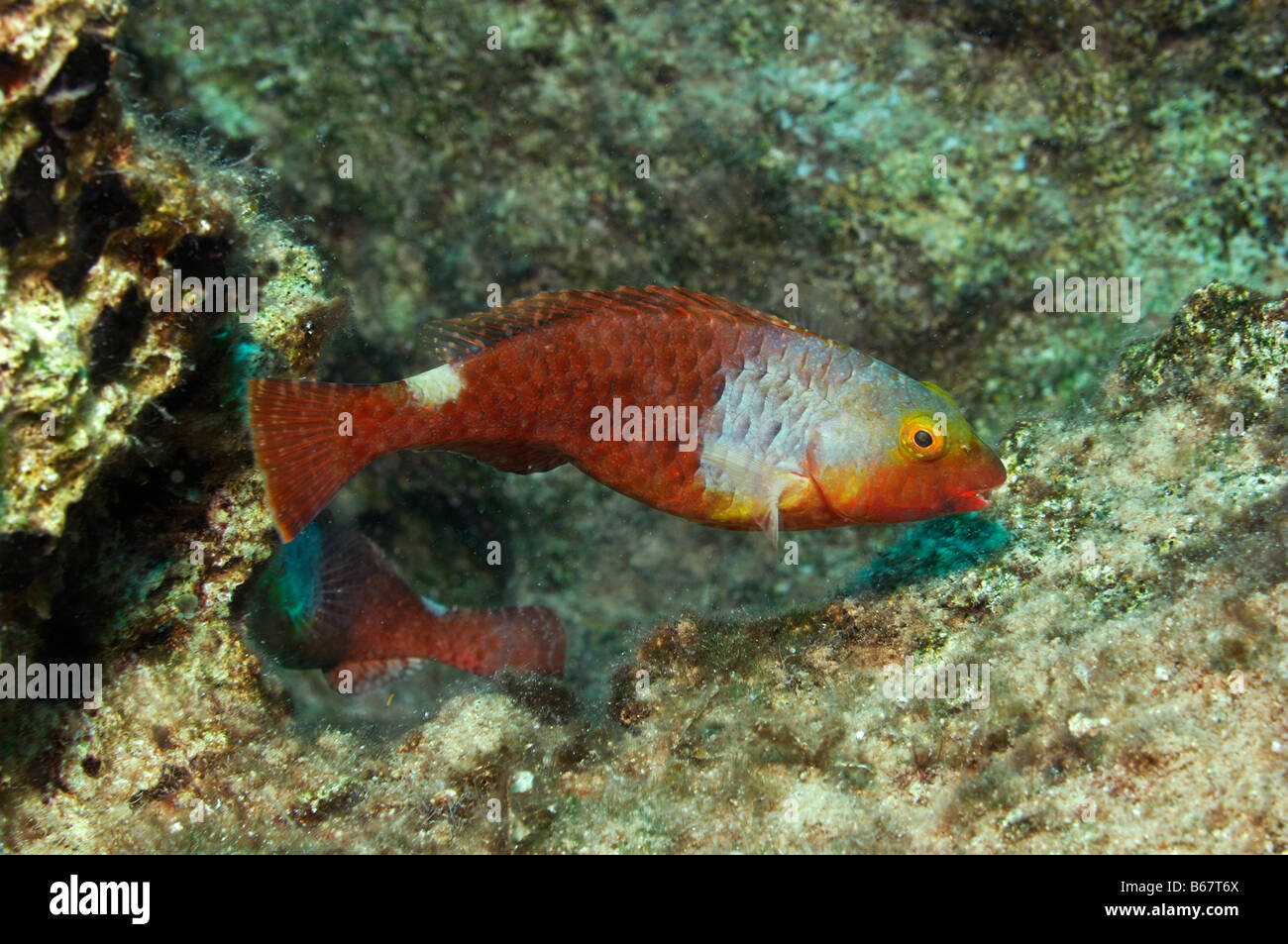 European Parrotfish Sparisoma cretense Kas Mediterranean Sea Turkey ...
