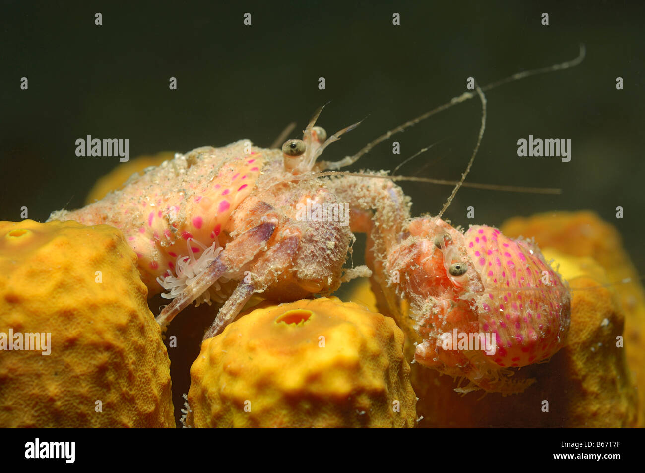 Two Anemone Hermit Crab Pagurus prideaux Kas Mediterranean Sea Turkey ...