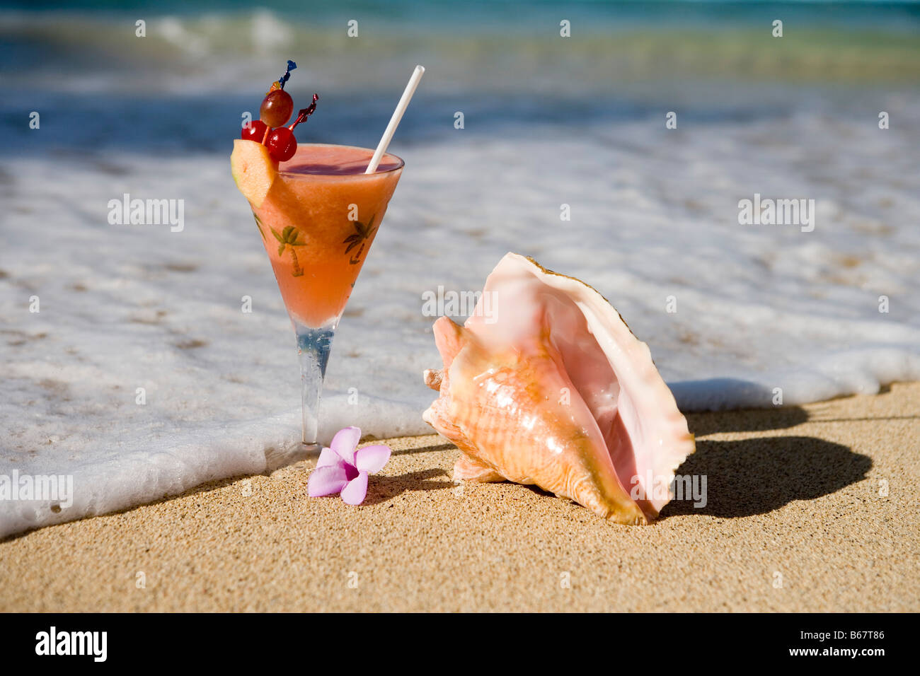 Cocktail and Conch Shell on a sandy beach, Near Maca Bana Villas, Point ...