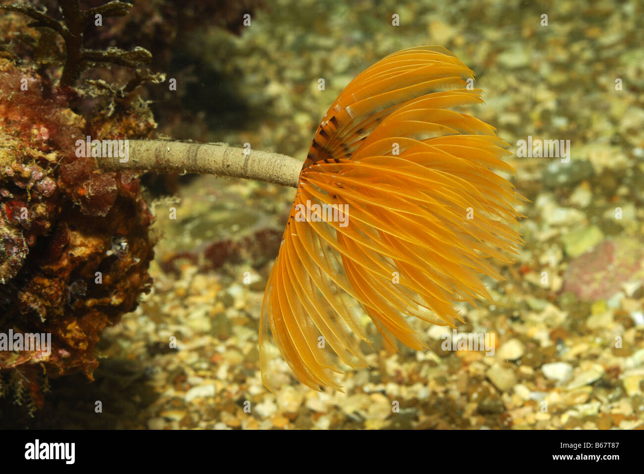 Serpula vermicularis hi-res stock photography and images - Alamy