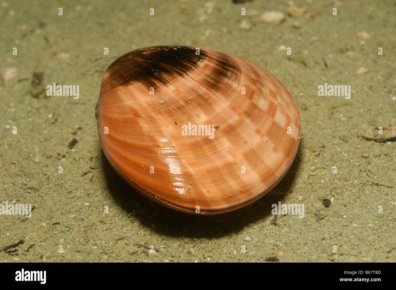 Venus shell hi-res stock photography and images - Alamy