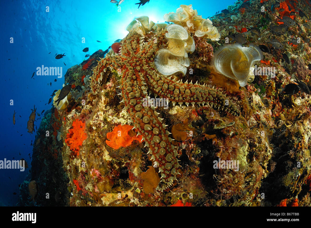 Spiny Starfish Marthasterias glacialis Svetac Vis Island Mediterranean ...