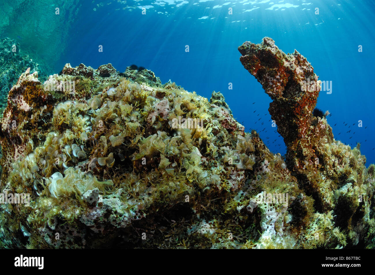 Algaes on reef top svetac hi-res stock photography and images - Alamy