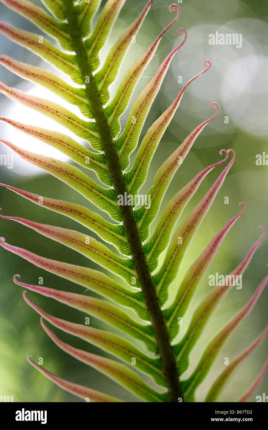 Leaf with colorful edges Stock Photo - Alamy
