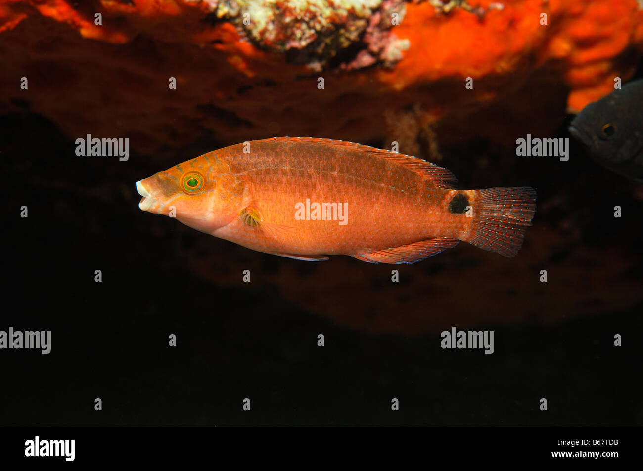 Female Axillary Wrasse Symphodus mediterraneus Svetac Vis Island ...