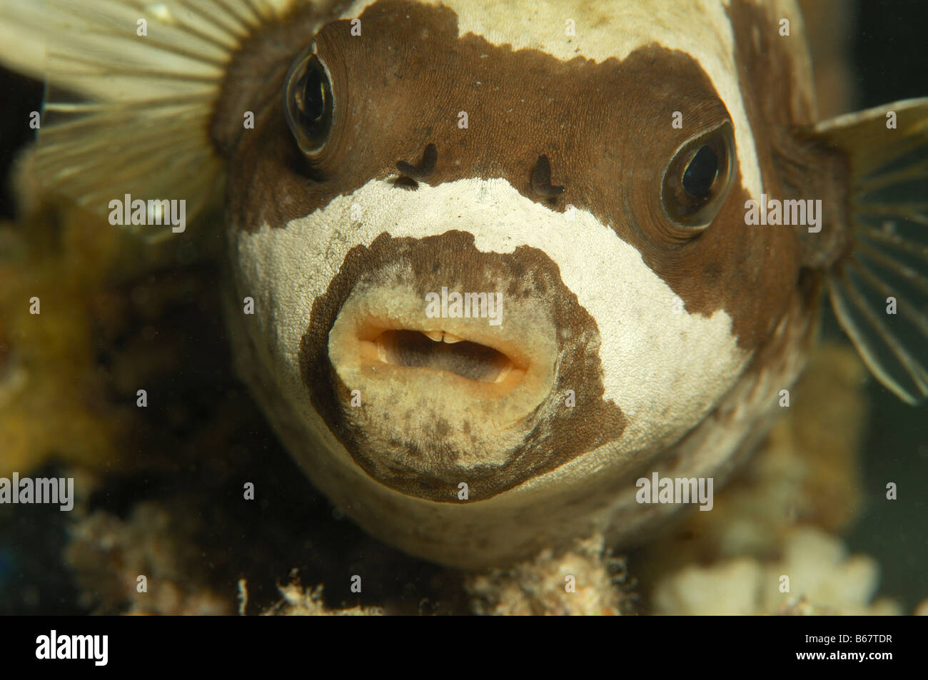 Masked Puffer Arothron diadematus Marsa Alam Red Sea Egypt Stock Photo ...