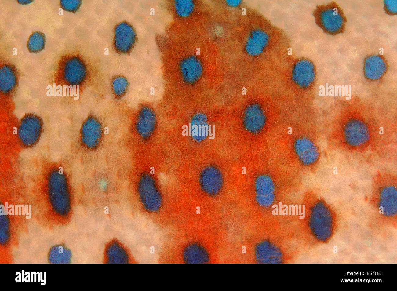 Skin of Leopard Grouper Plectropomus pessuliferus marisrubri Marsa Alam ...