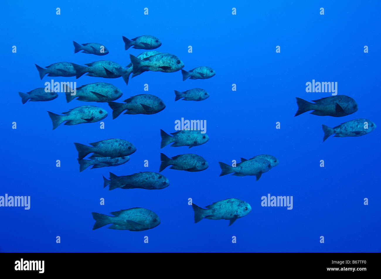 Black snapper hi-res stock photography and images - Alamy