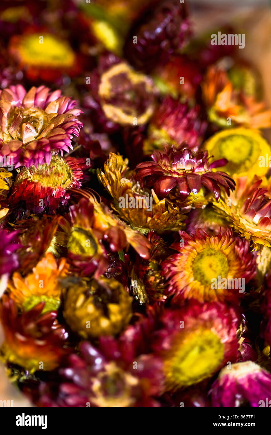 Close-up of dry flowers at a market stall, Tai'an, Shandong Province ...