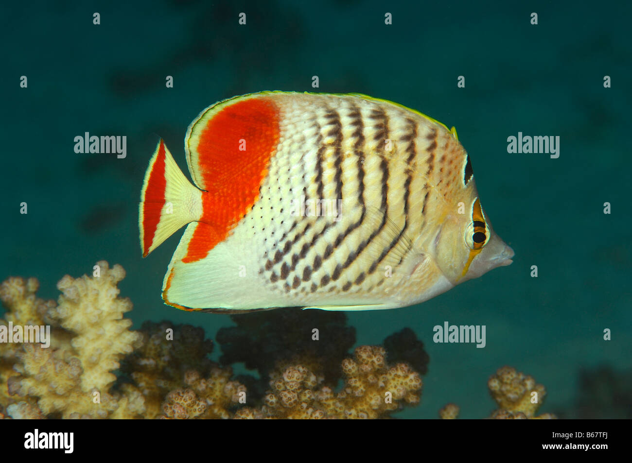 Endemic Red Sea Chevron Butterflyfish Chaetodon paucifasciatus Marsa ...