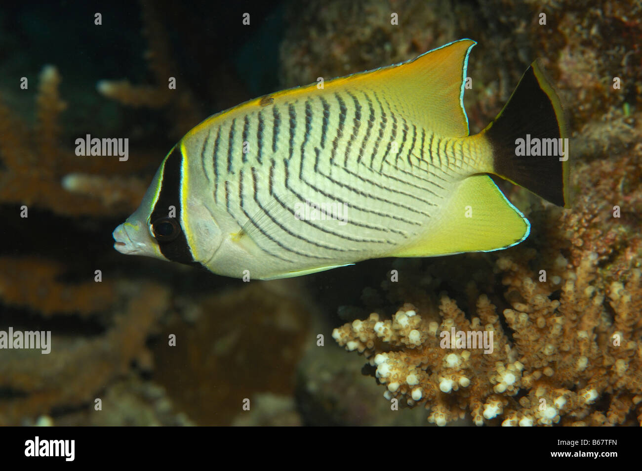 Chevroned butterflyfish hi-res stock photography and images - Alamy