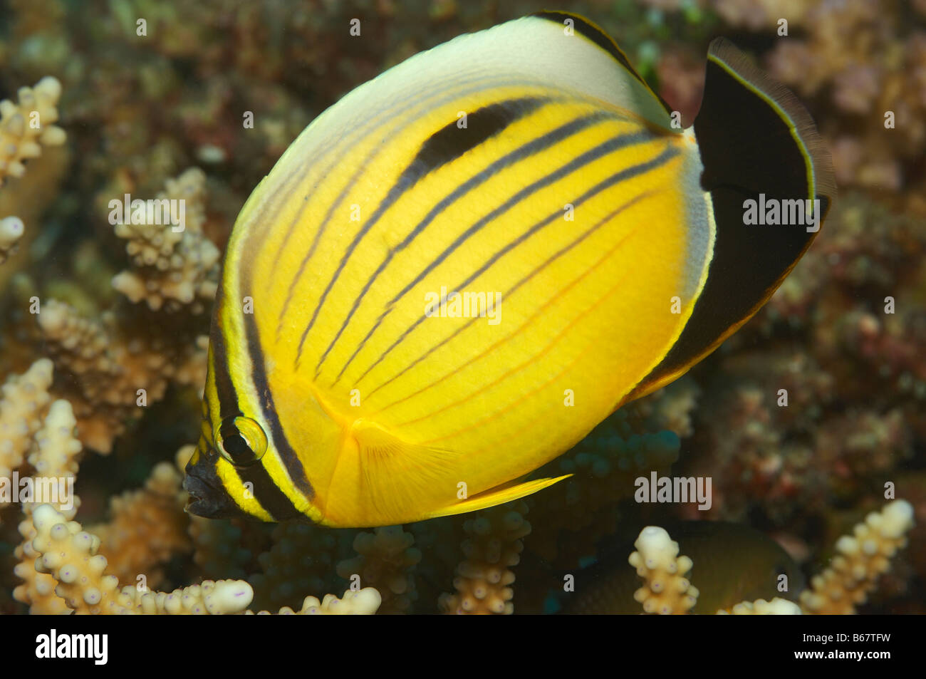 Redfin Butterflyfish Chaetodon lunulatus Marsa Alam Red Sea Egypt Stock ...