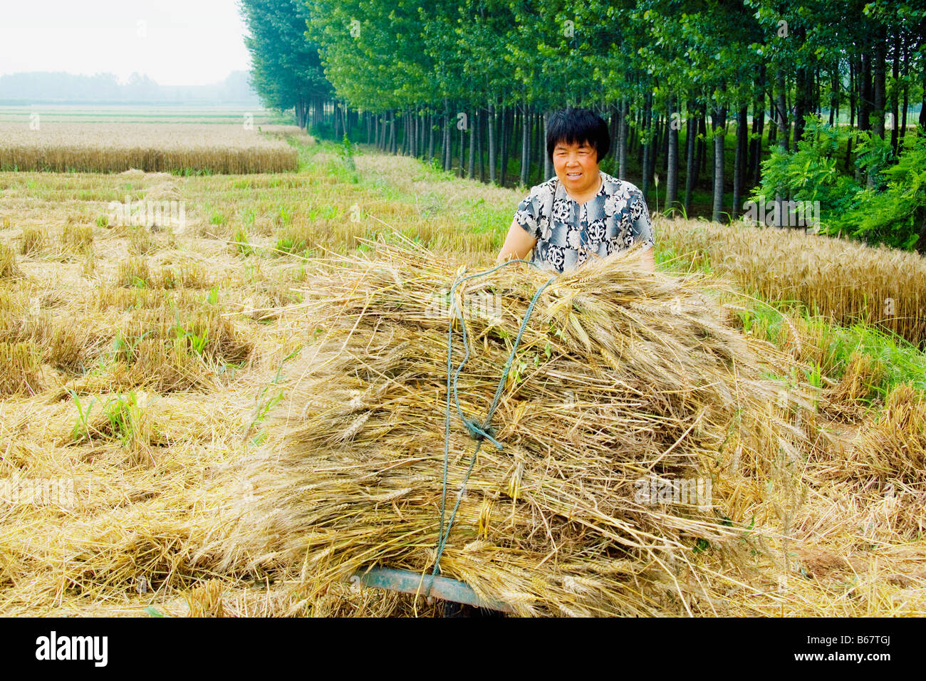 Farmer collecting bundles of wheat stalk in a field, Zhigou, Shandong ...