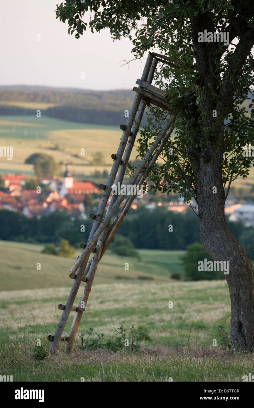 Hunters Ladder on Tree, Near Bettenhausen, Rhoen, Thuringia, Germany ...