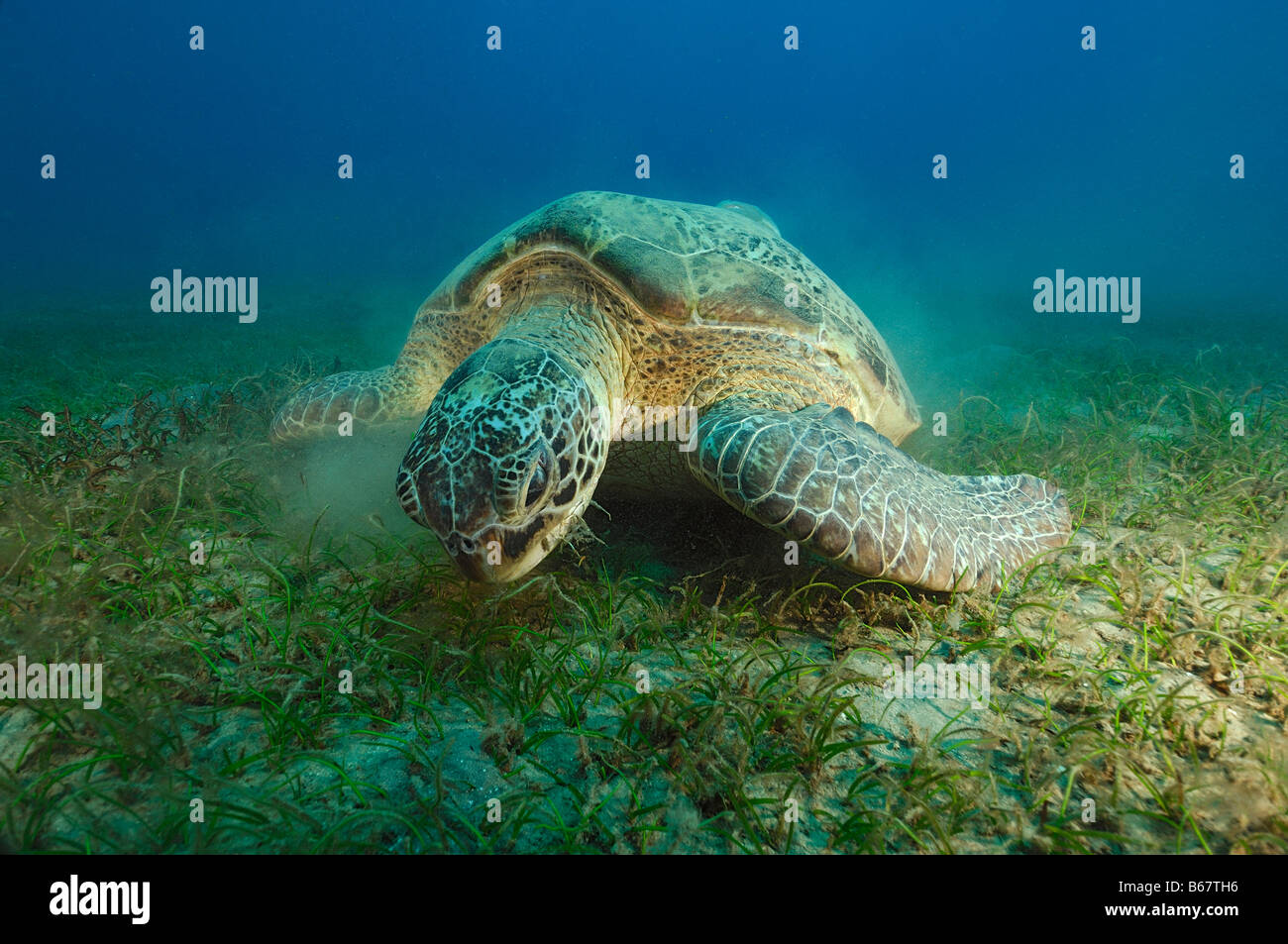Green Turtle Chelonia mydas Marsa Alam Red Sea Egypt Stock Photo - Alamy