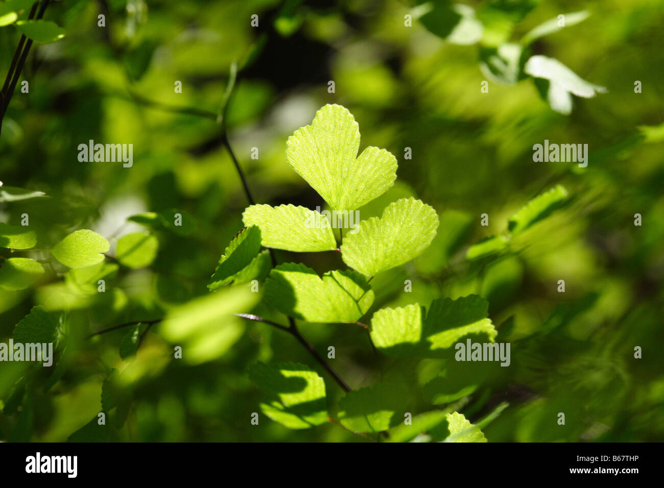 Leaf in a sunlight Stock Photo - Alamy