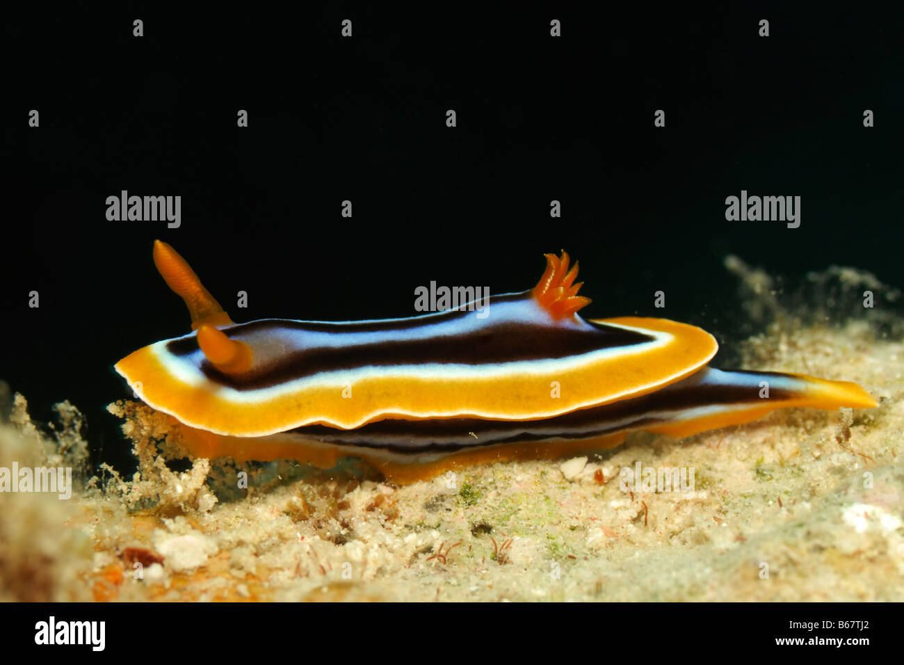 Chromodoris Quadricolor Stock Photos & Chromodoris Quadricolor Stock ...