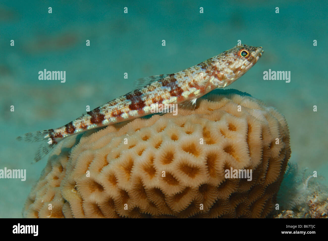 Clearfin Lizardfish Synodus germatogenys Marsa Alam Red Sea Egypt Stock ...