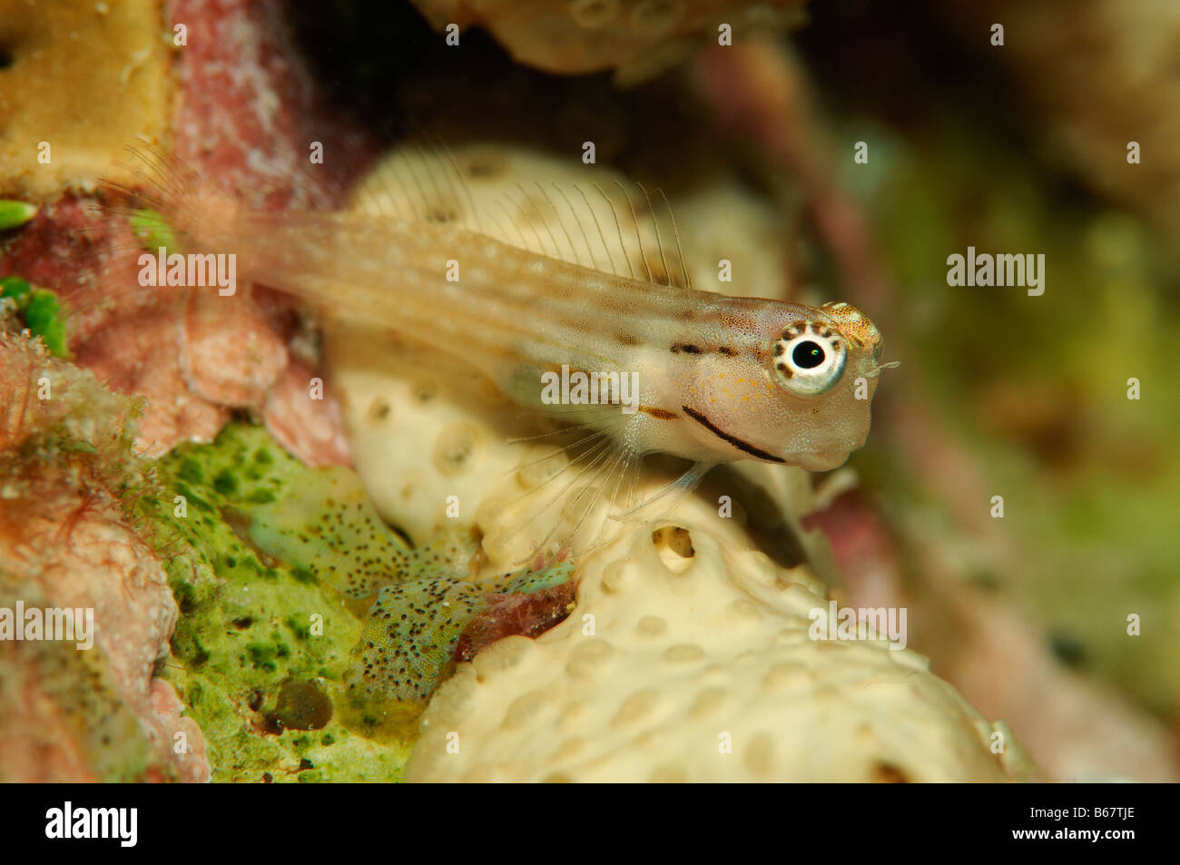 Nalolo Blenny Ecsenius nalolo Marsa Alam Red Sea Egypt Stock Photo - Alamy
