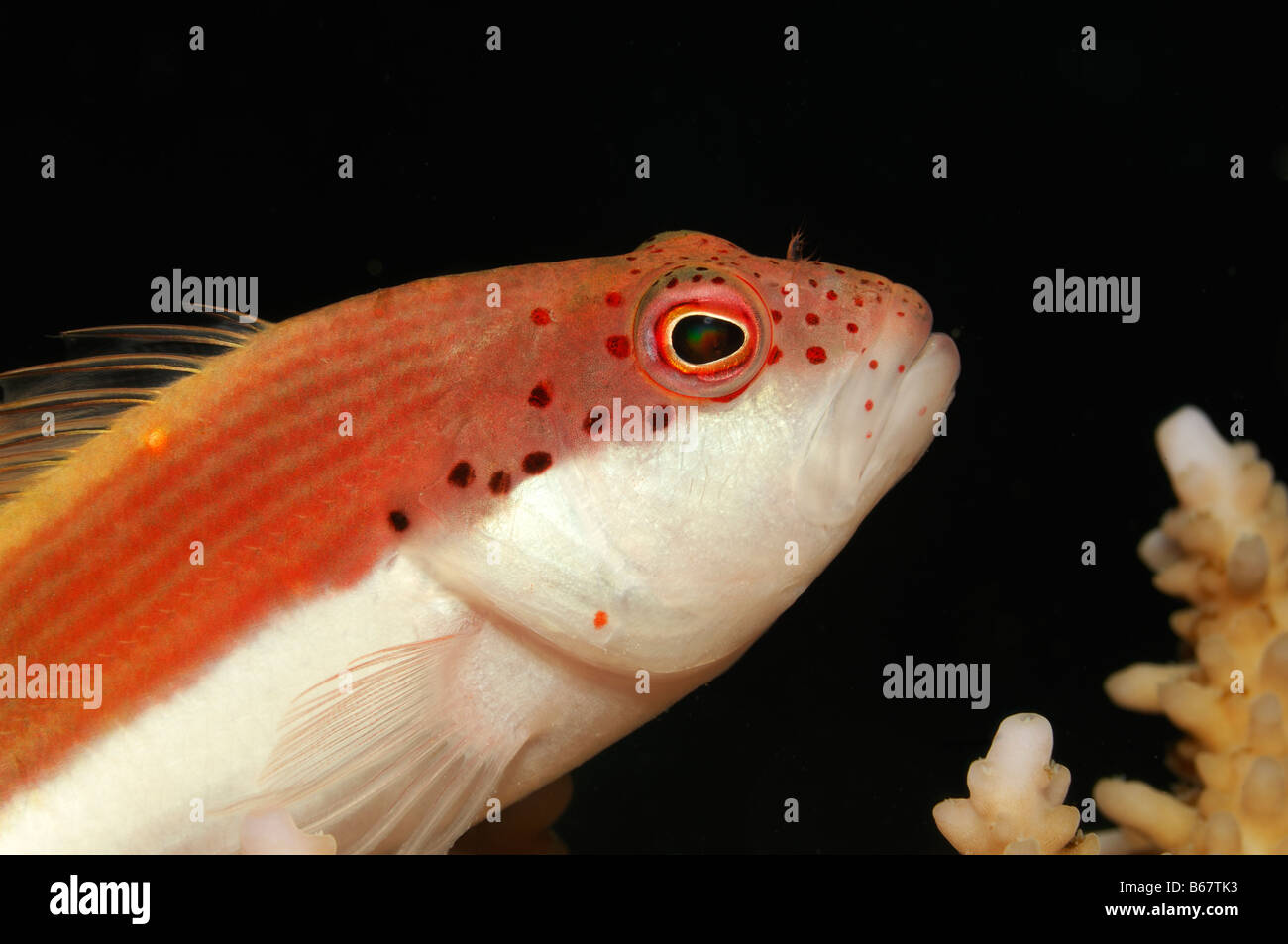 Blackside Hawkfish Paracirrhites forsteri Marsa Alam Red Sea Egypt ...