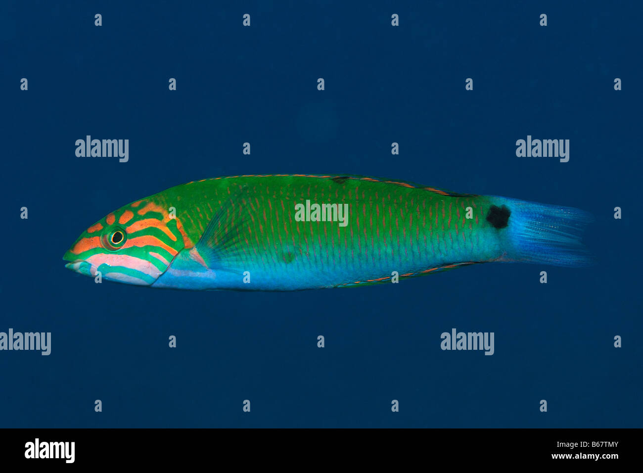 Lunar Wrasse