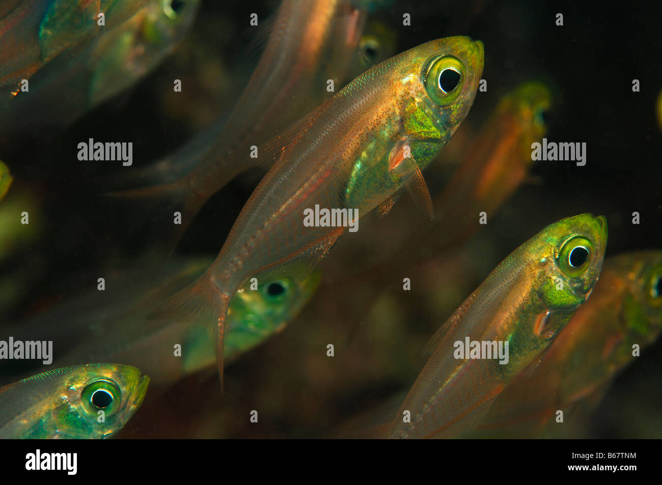 Pygmy Sweepers Parapriacanthus ransonneti Marsa Alam Red Sea Egypt ...