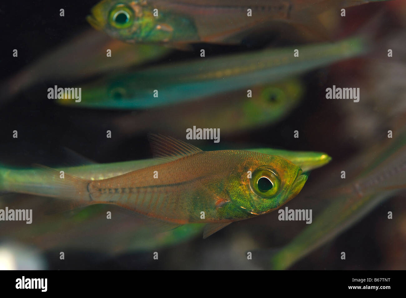 Pygmy Sweepers Parapriacanthus ransonneti Marsa Alam Red Sea Egypt ...