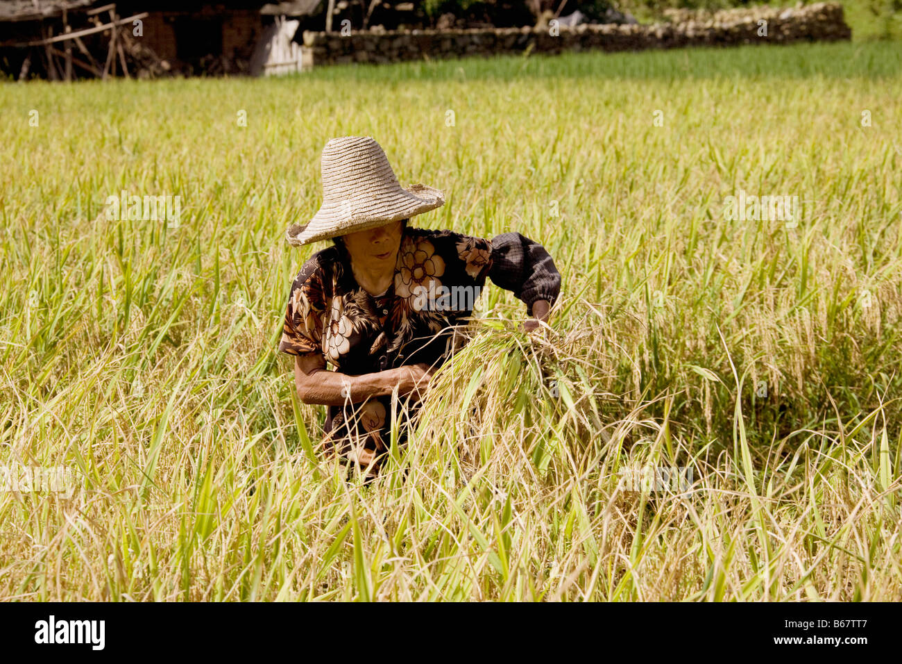 China rice paddy worker hi-res stock photography and images - Alamy