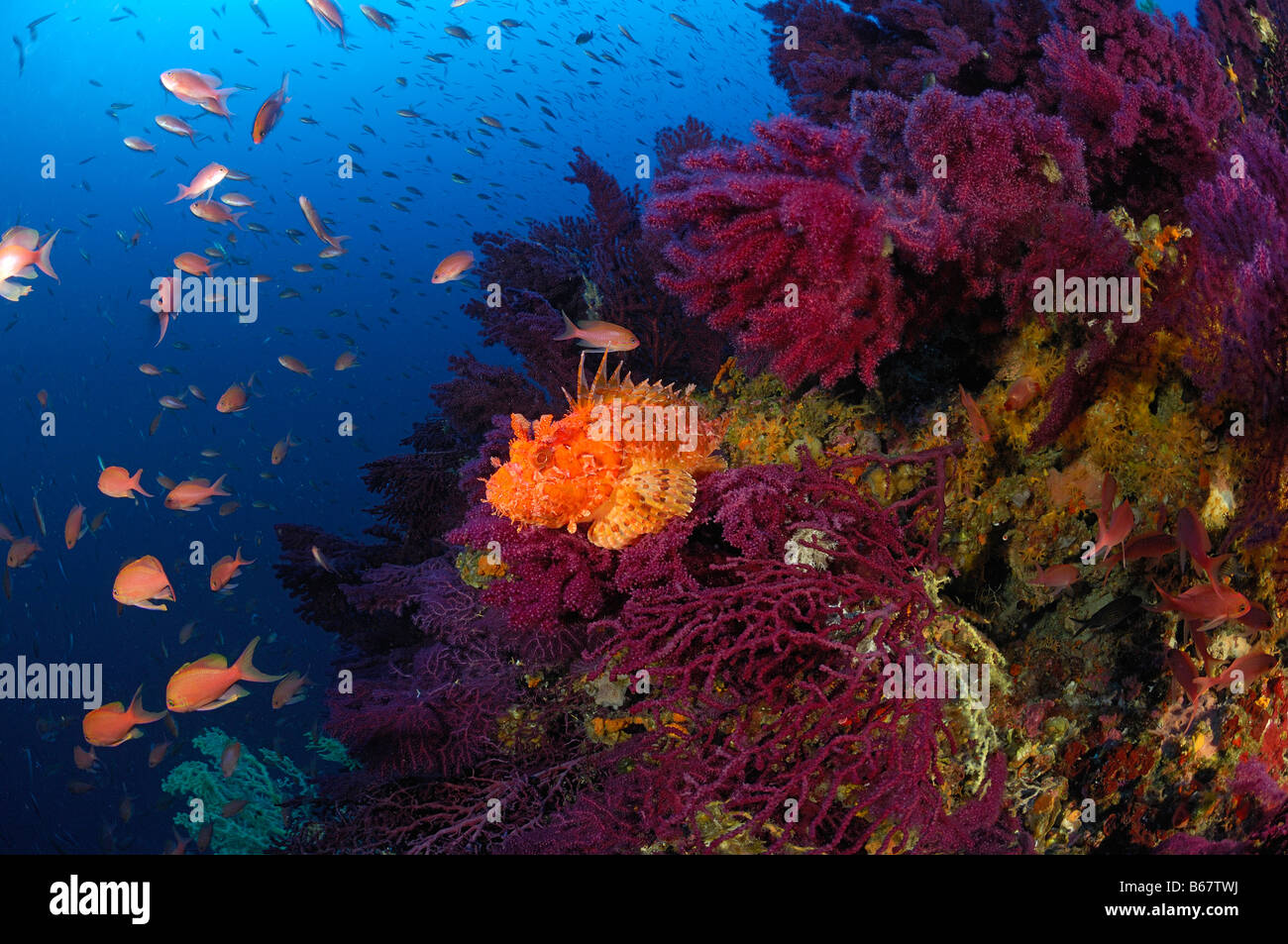 Rockfish group hi-res stock photography and images - Alamy
