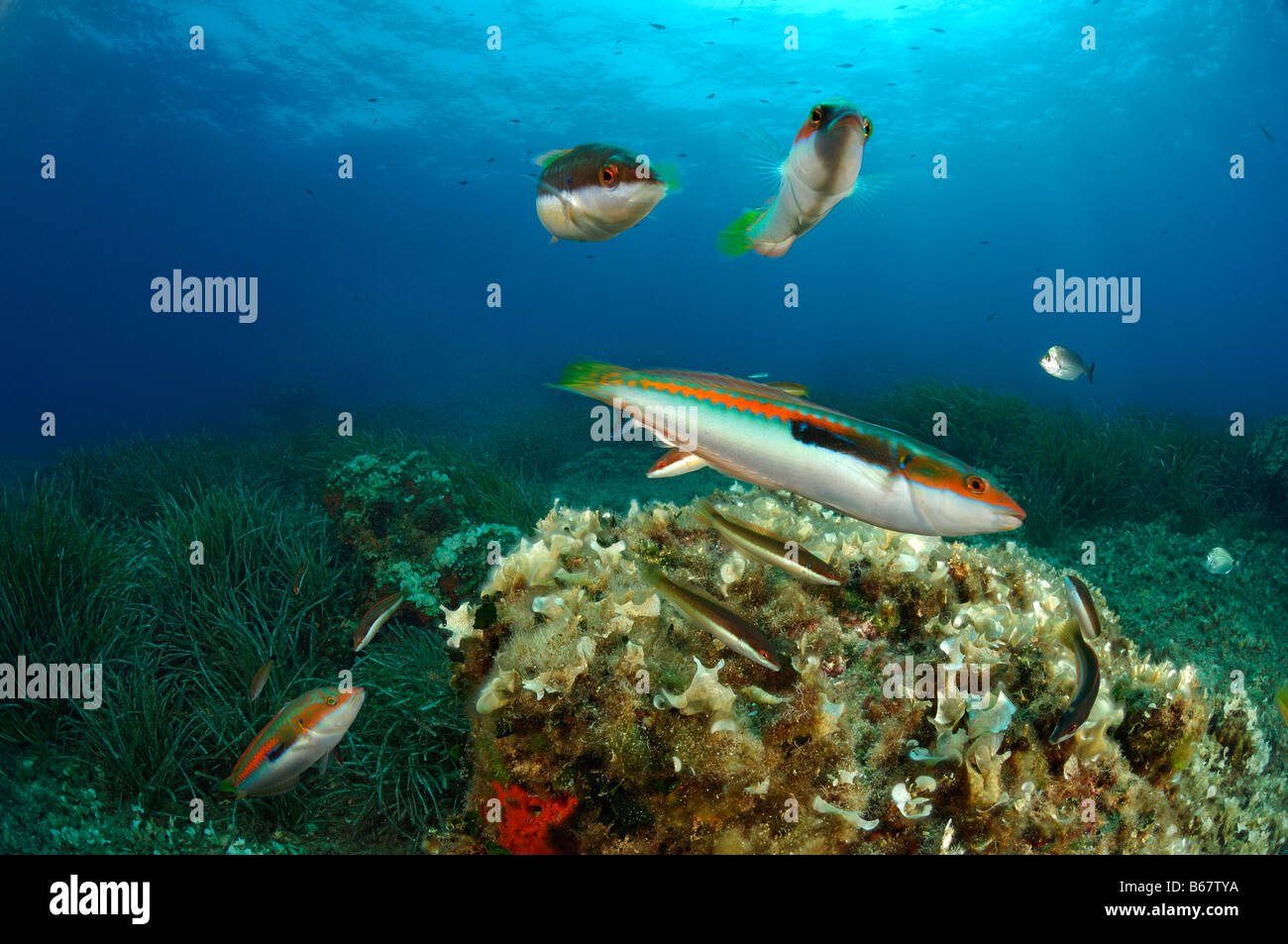 Rainbow wrasse coris julis hi-res stock photography and images - Alamy