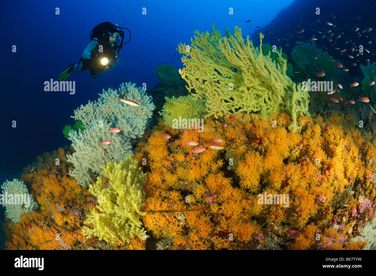 Zoanthids and variable Gorgonians Parazoanthus axinellae Paramuricea ...